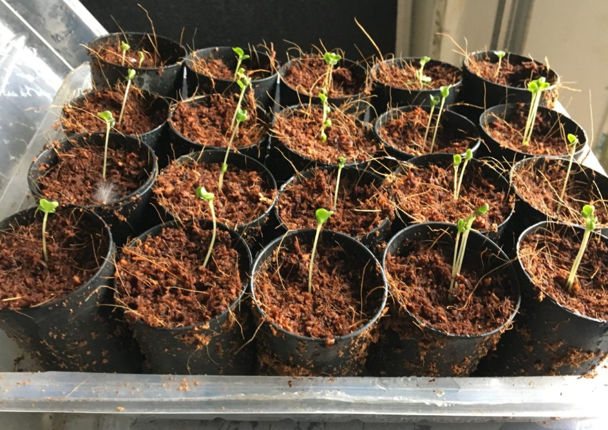 Sprouting seeds successfully | Robinson Concepts